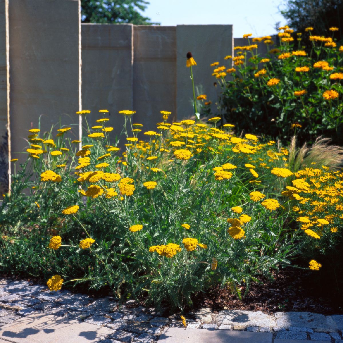 Achillea filipendulina "Coronation Gold"
