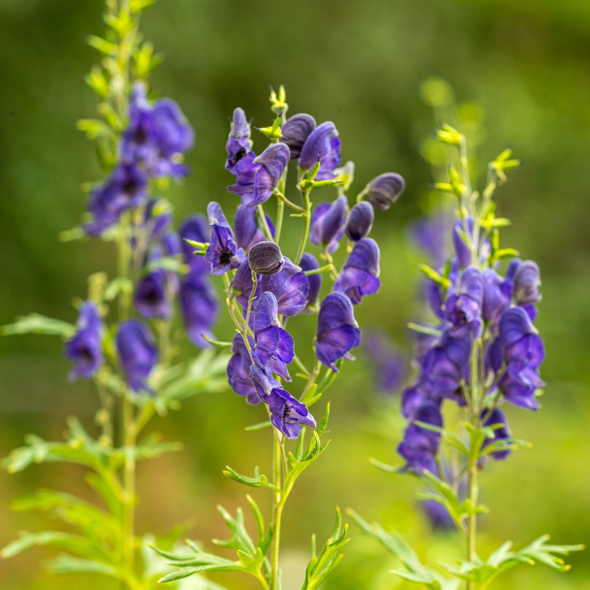 Aconitum napellus