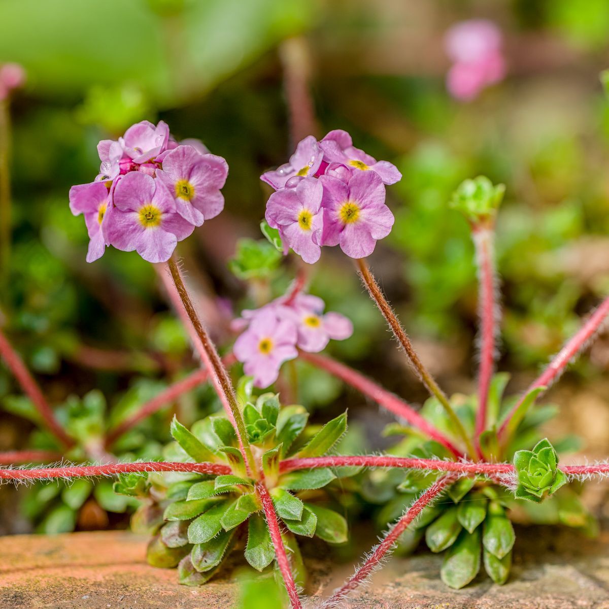 Androsace sempervivoides