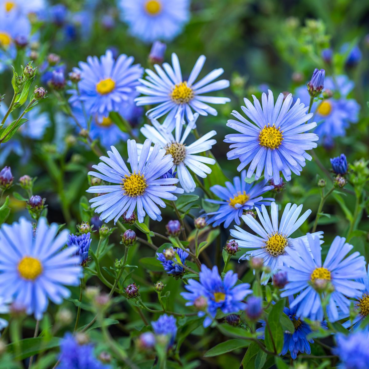 Aster x cult. "Barts Blue Beauty"