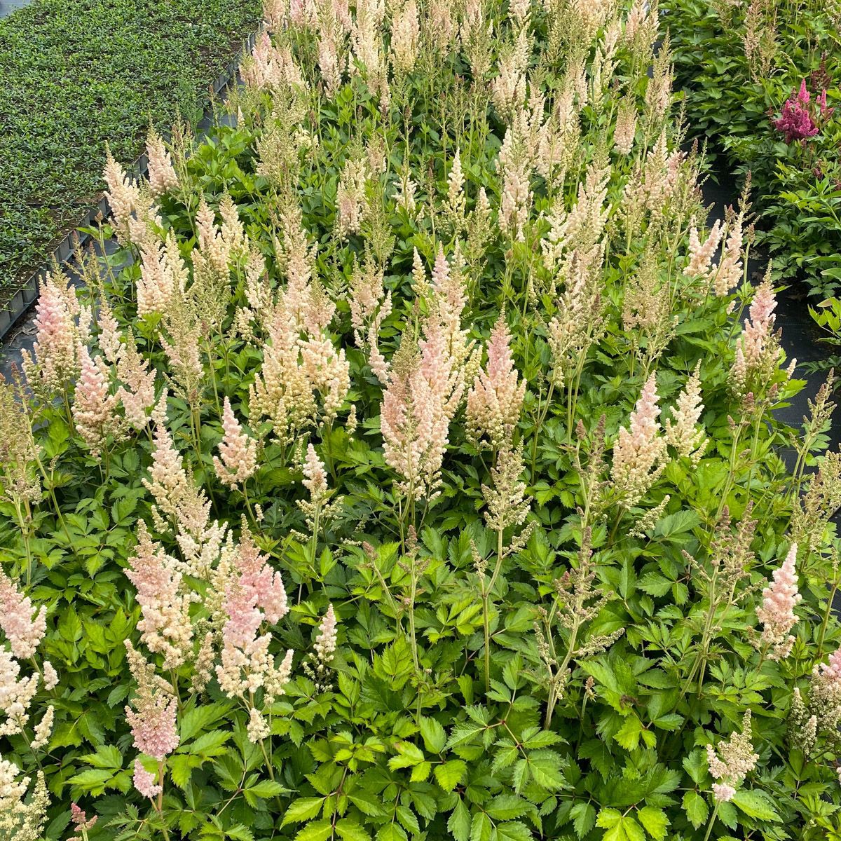 Astilbe chinensis "Vision Inferno" -R-