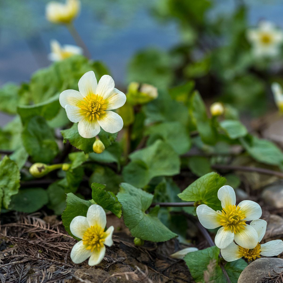 Caltha palustris var.alba