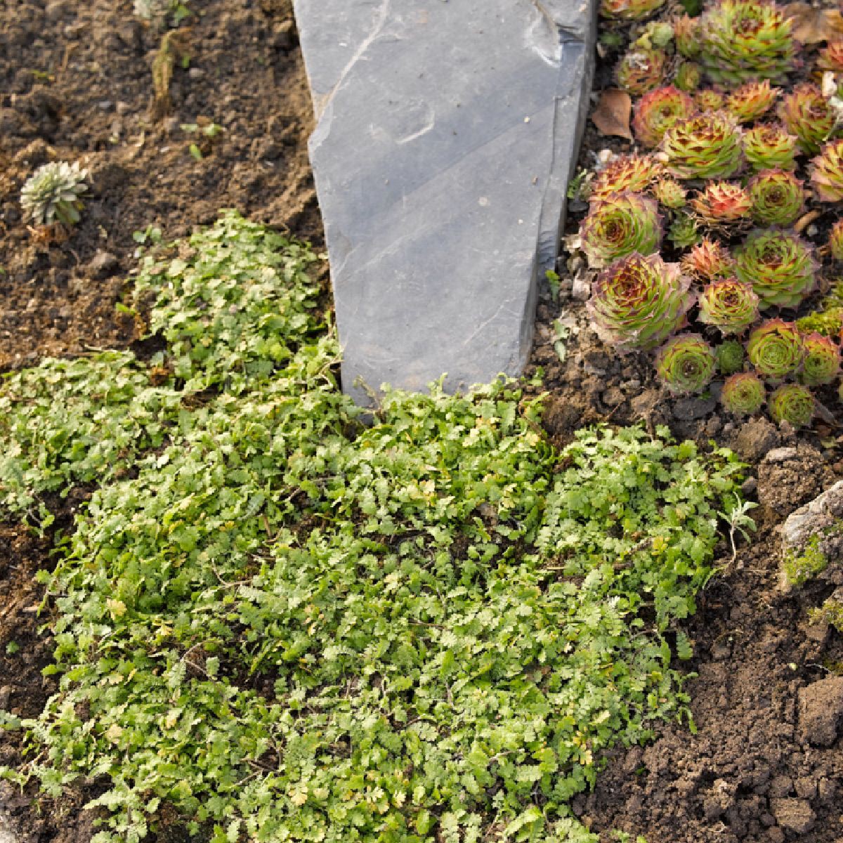 Cotula dioica 'Minima' :: Flother-Staudenkulturen