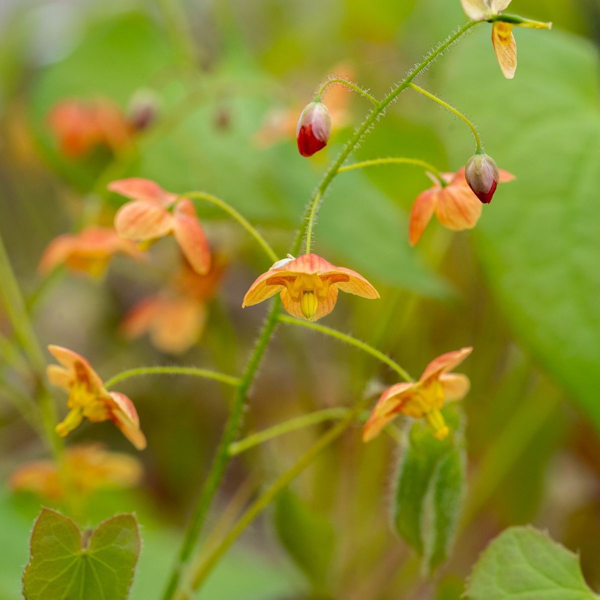Epimedium x warl. "Orangekönigin" "Bodendecker"