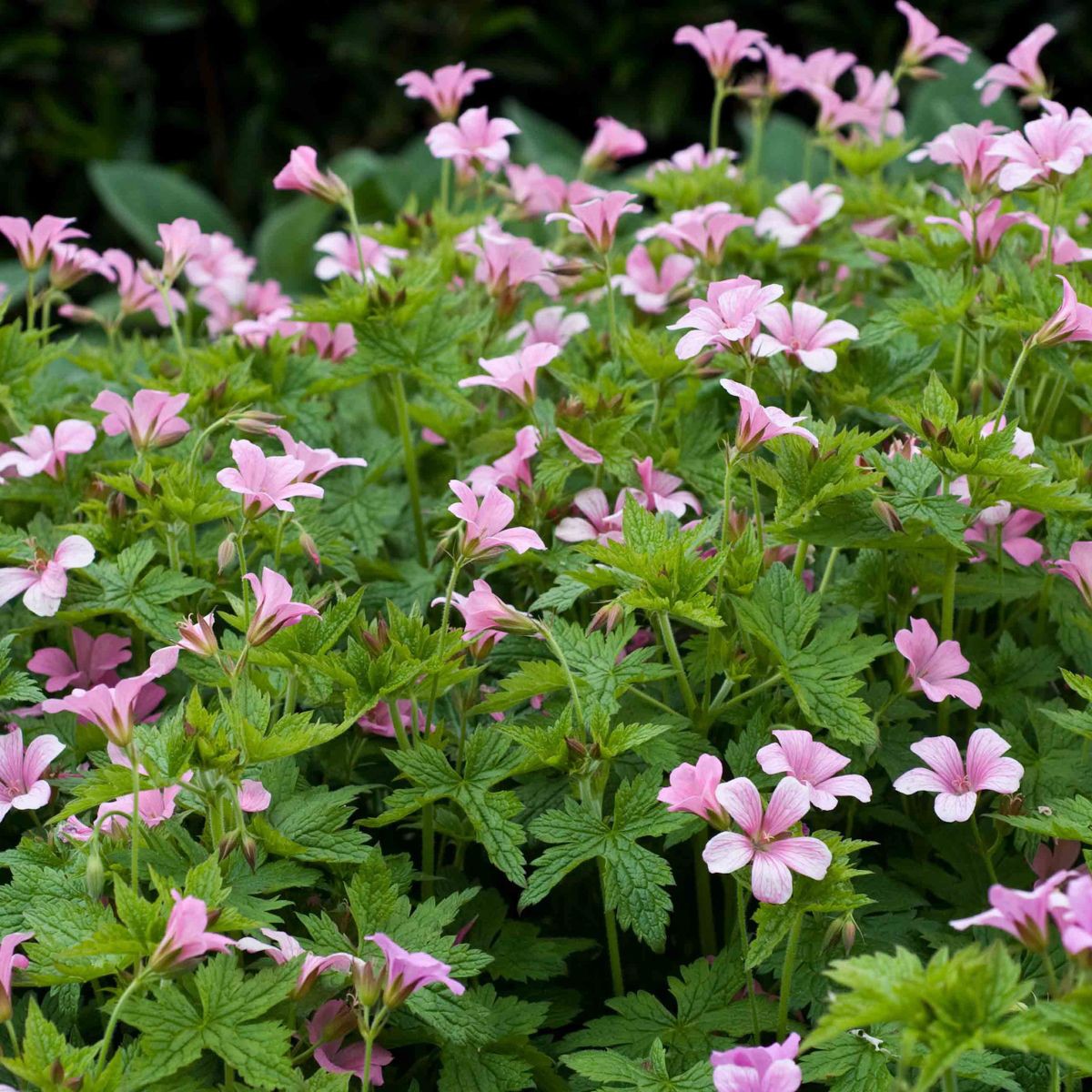 Geranium endressii "Bodendecker"