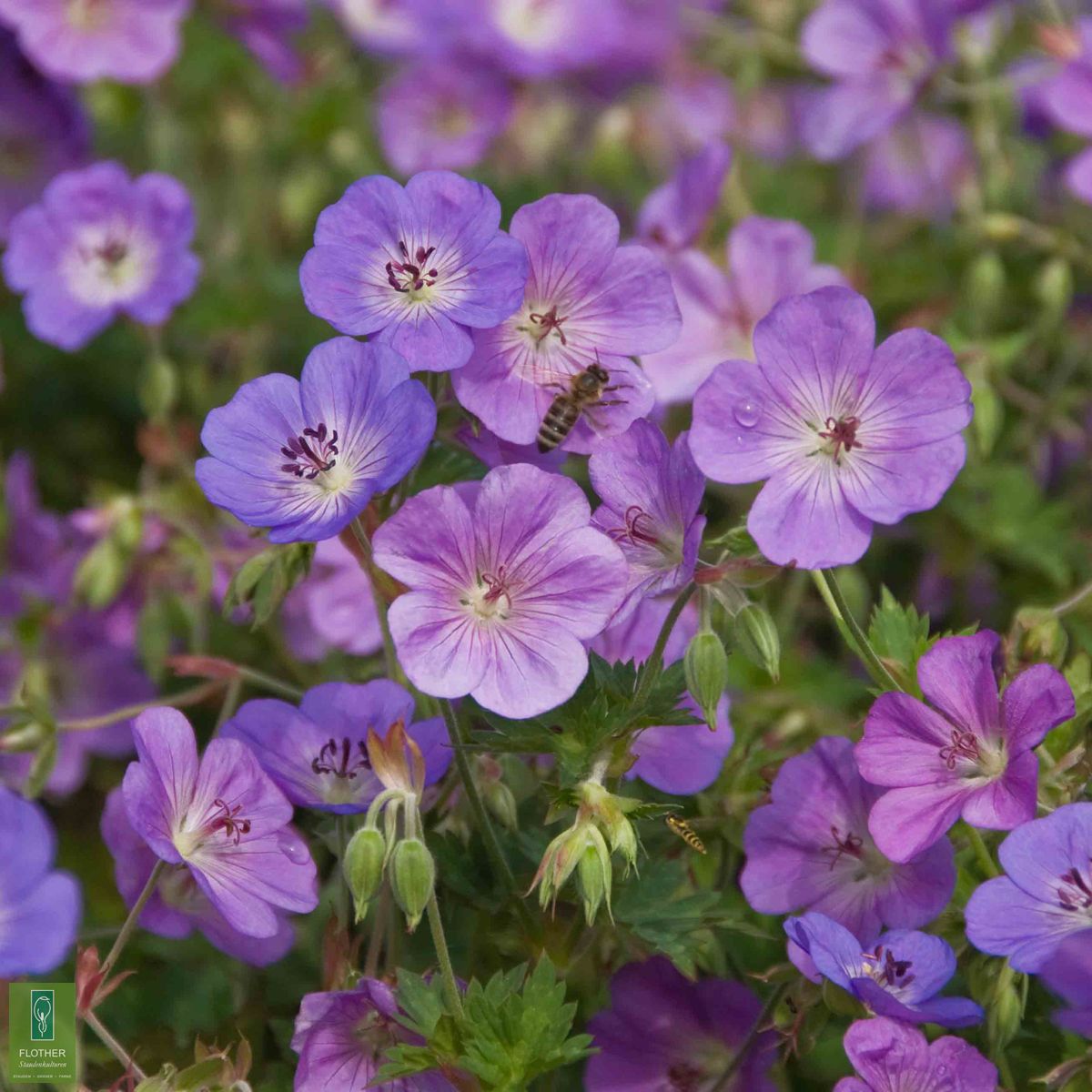 Geranium x pratense 'Rozanne' Rosenbegleitstaude :: Flother-Staudenkulturen