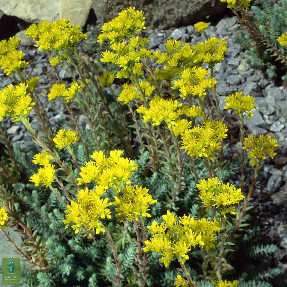 Sedum reflexum :: Flother-Staudenkulturen