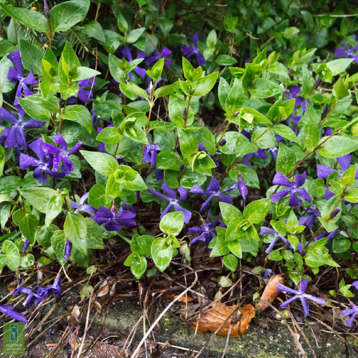 Vinca major :: Flother-Staudenkulturen